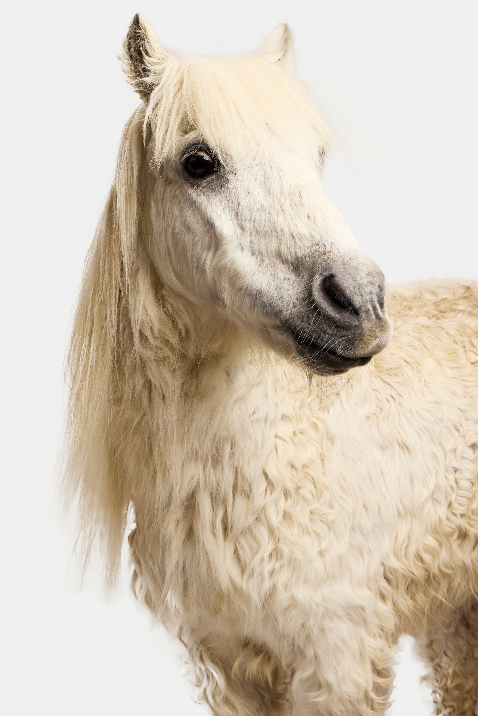 The HUHA Legacy Collection